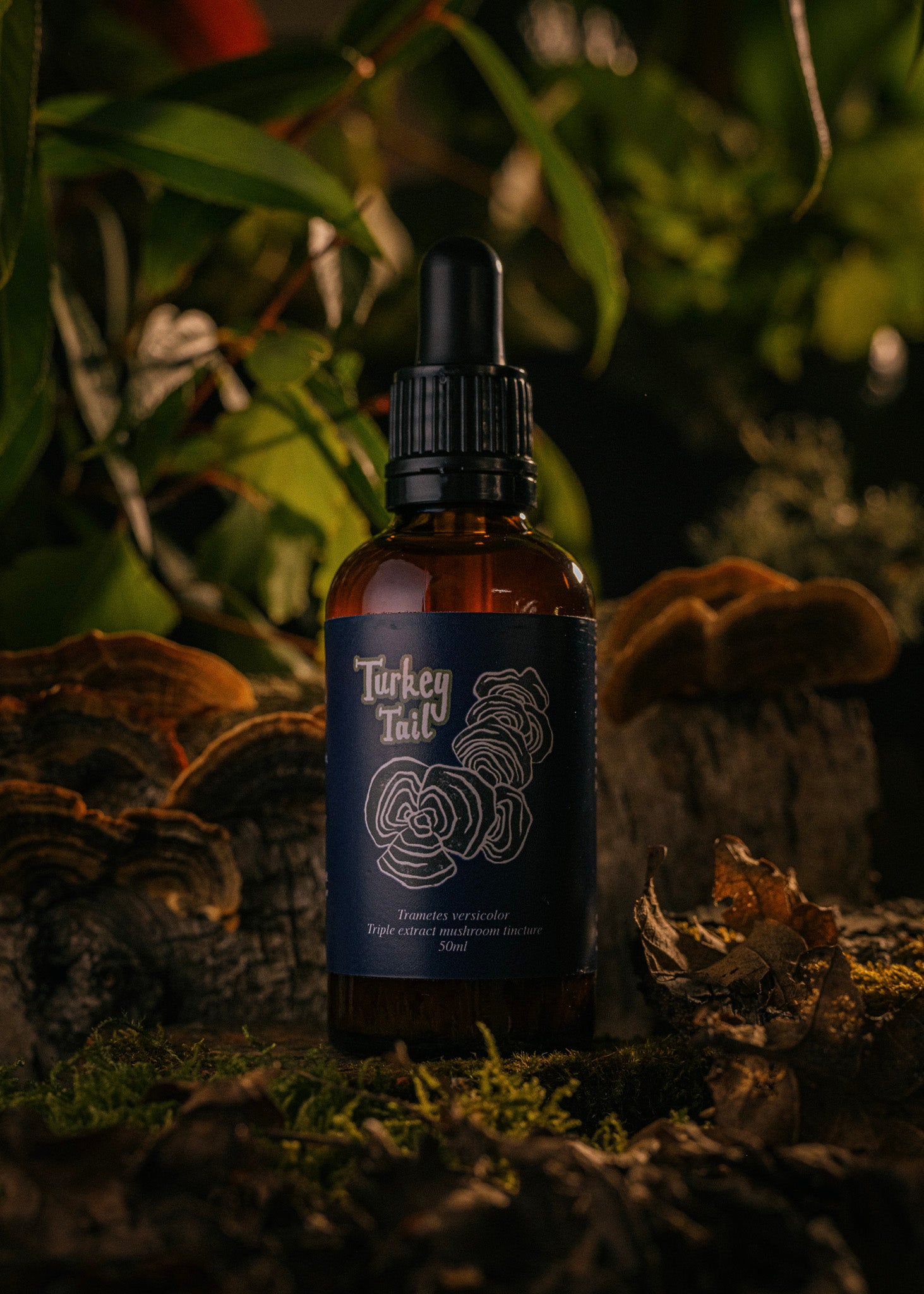 Turkey Tail Tincture – Golden Horn Farm